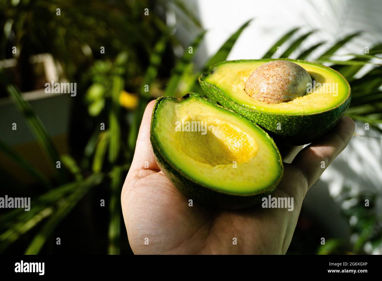 Avocado, tropical green fruit on a bright background, modern ...