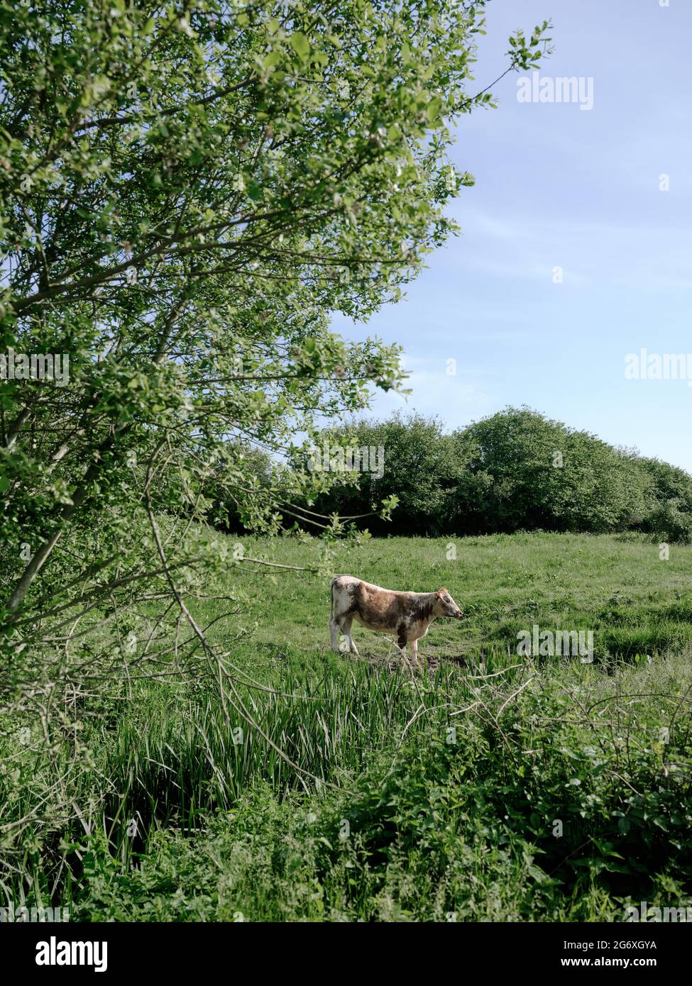 Knepp sussex rewild hi-res stock photography and images - Alamy