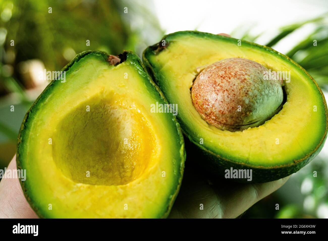 Avocado, tropical green fruit on a bright background, modern ...