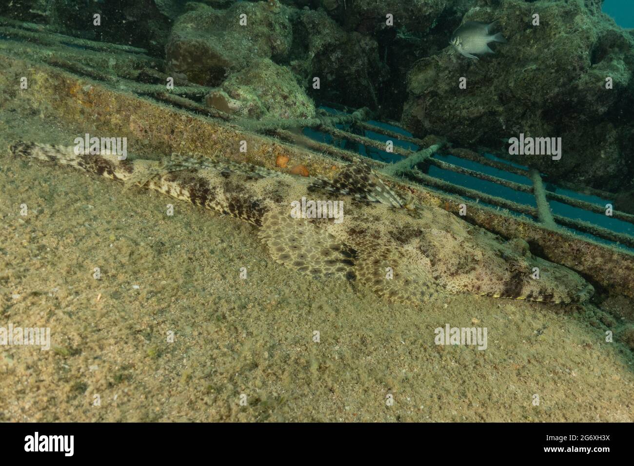 Fish swim in the Red Sea, colorful fish, Eilat Israel Stock Photo - Alamy