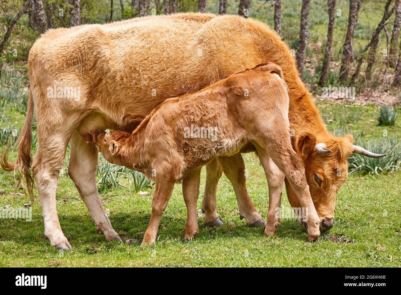 Unweaned calf suckling from his mother. Bovine cattle. Nursling Stock ...