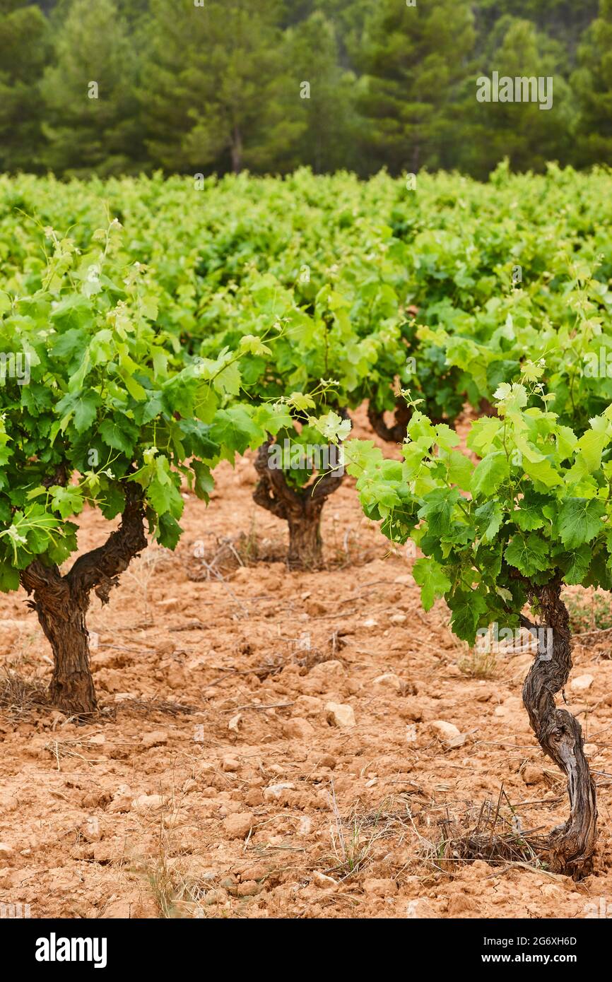 Requena spain hi-res stock photography and images - Alamy