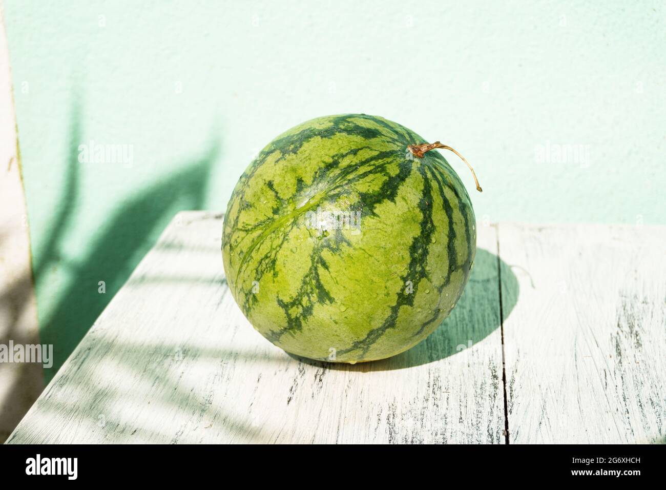 Watermelon, tropical fruit on a bright background, modern minimalist ...