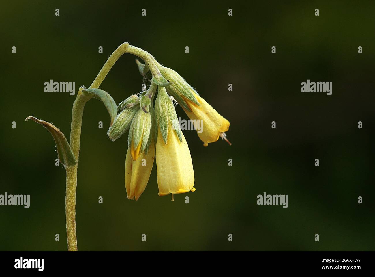 Symphytum tuberosum hi-res stock photography and images - Alamy