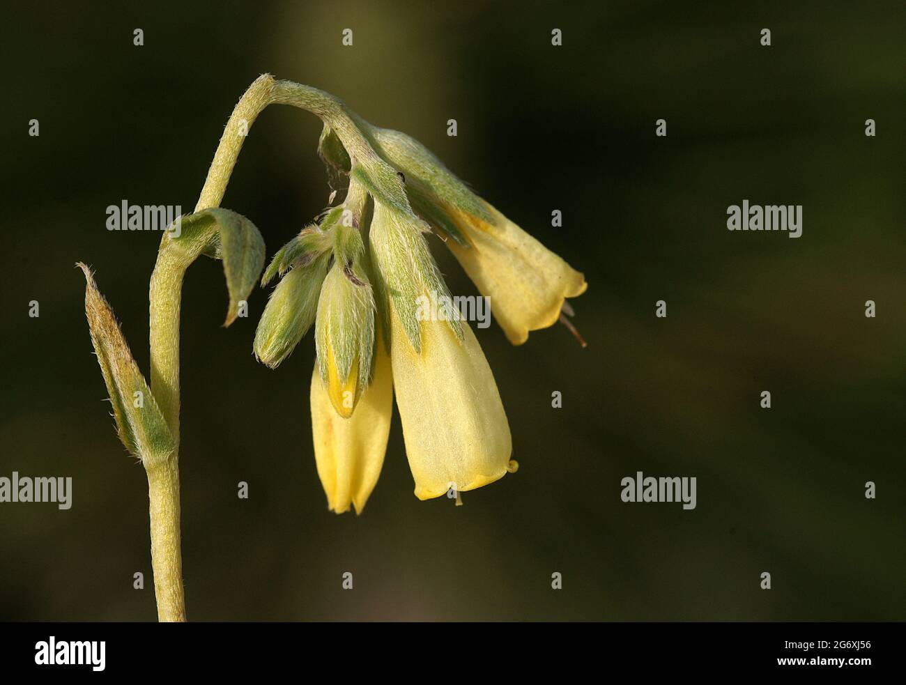Symphytum tuberosum hi-res stock photography and images - Alamy