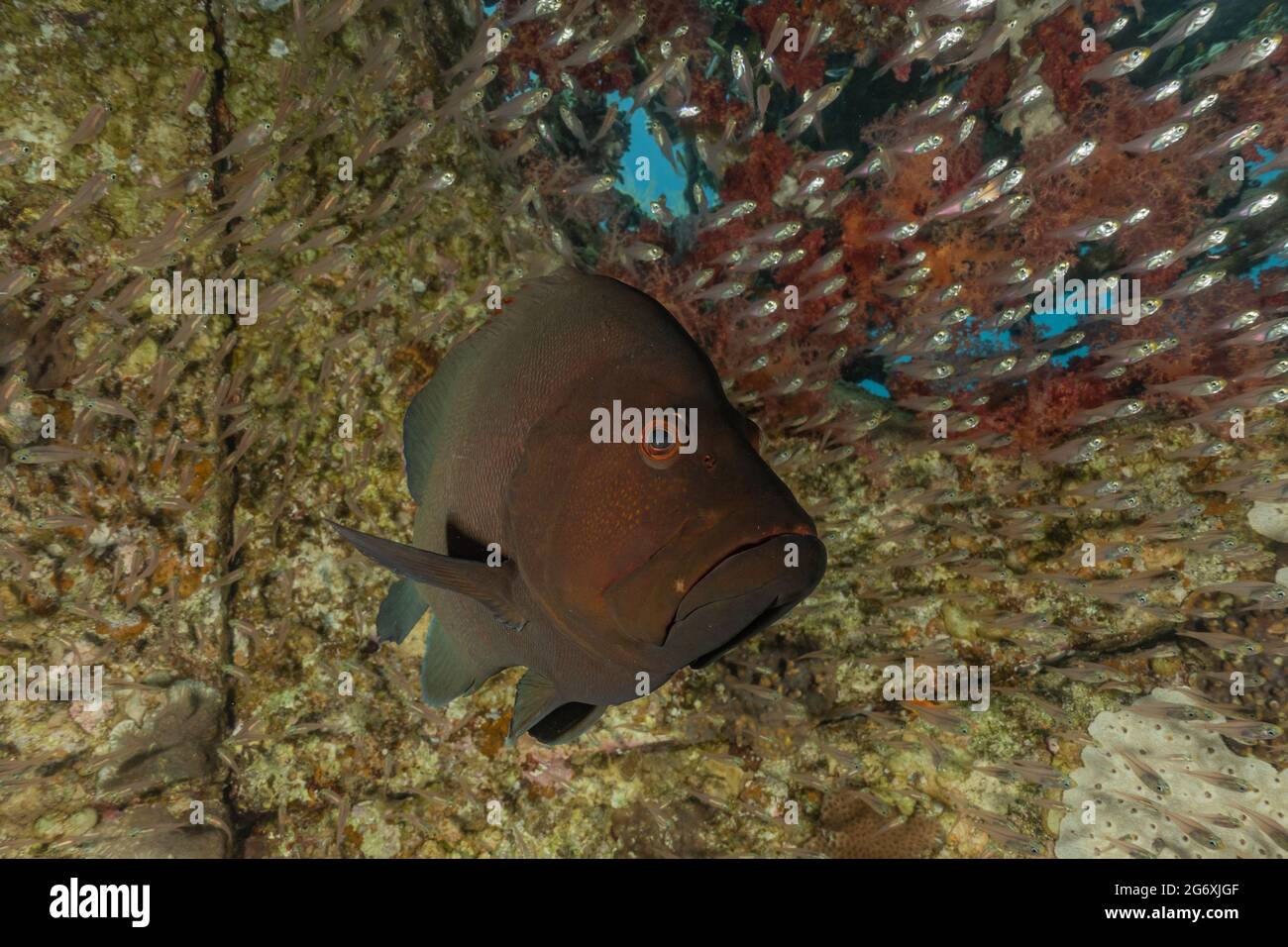 Fish swim in the Red Sea, colorful fish, Eilat Israel Stock Photo - Alamy