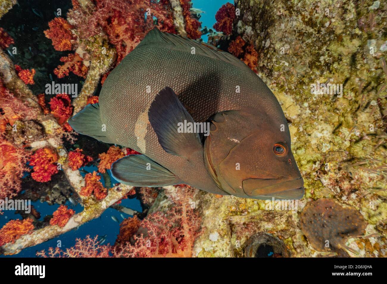 Fish swim in the Red Sea, colorful fish, Eilat Israel Stock Photo - Alamy