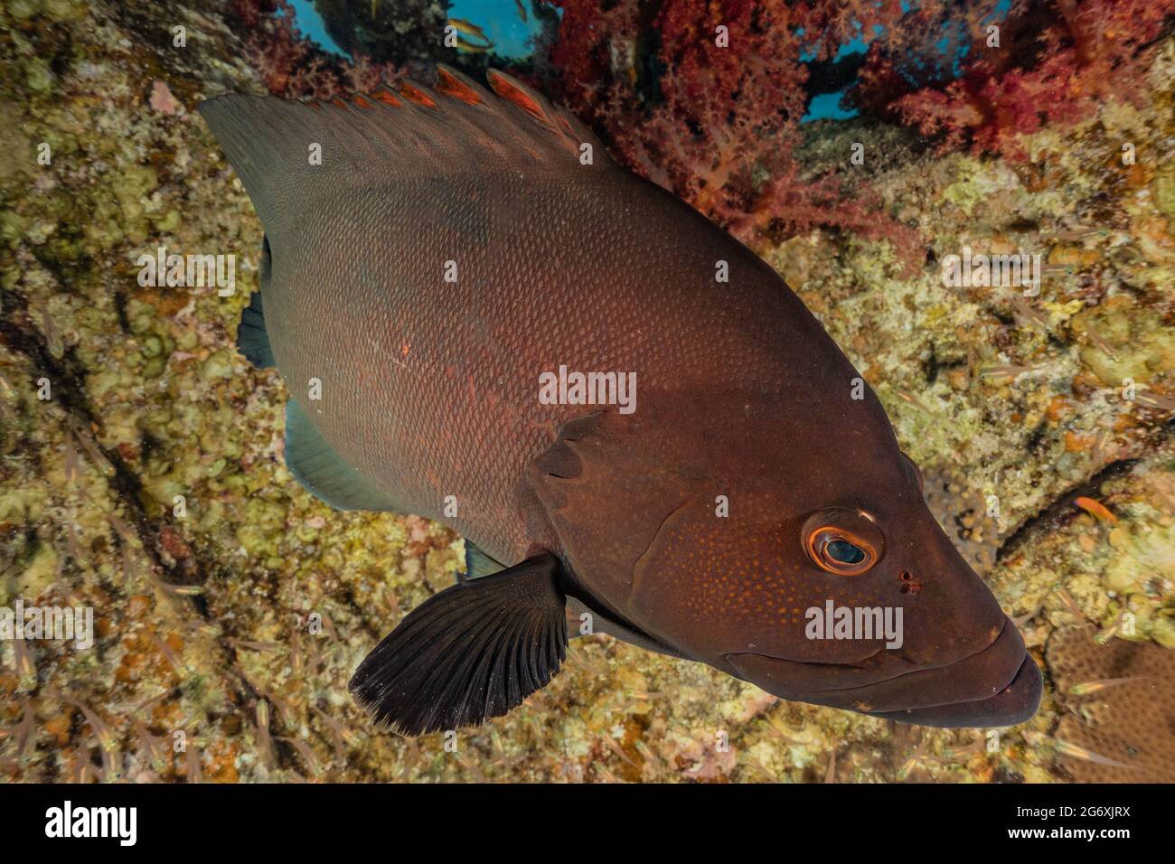 Fish swim in the Red Sea, colorful fish, Eilat Israel Stock Photo - Alamy