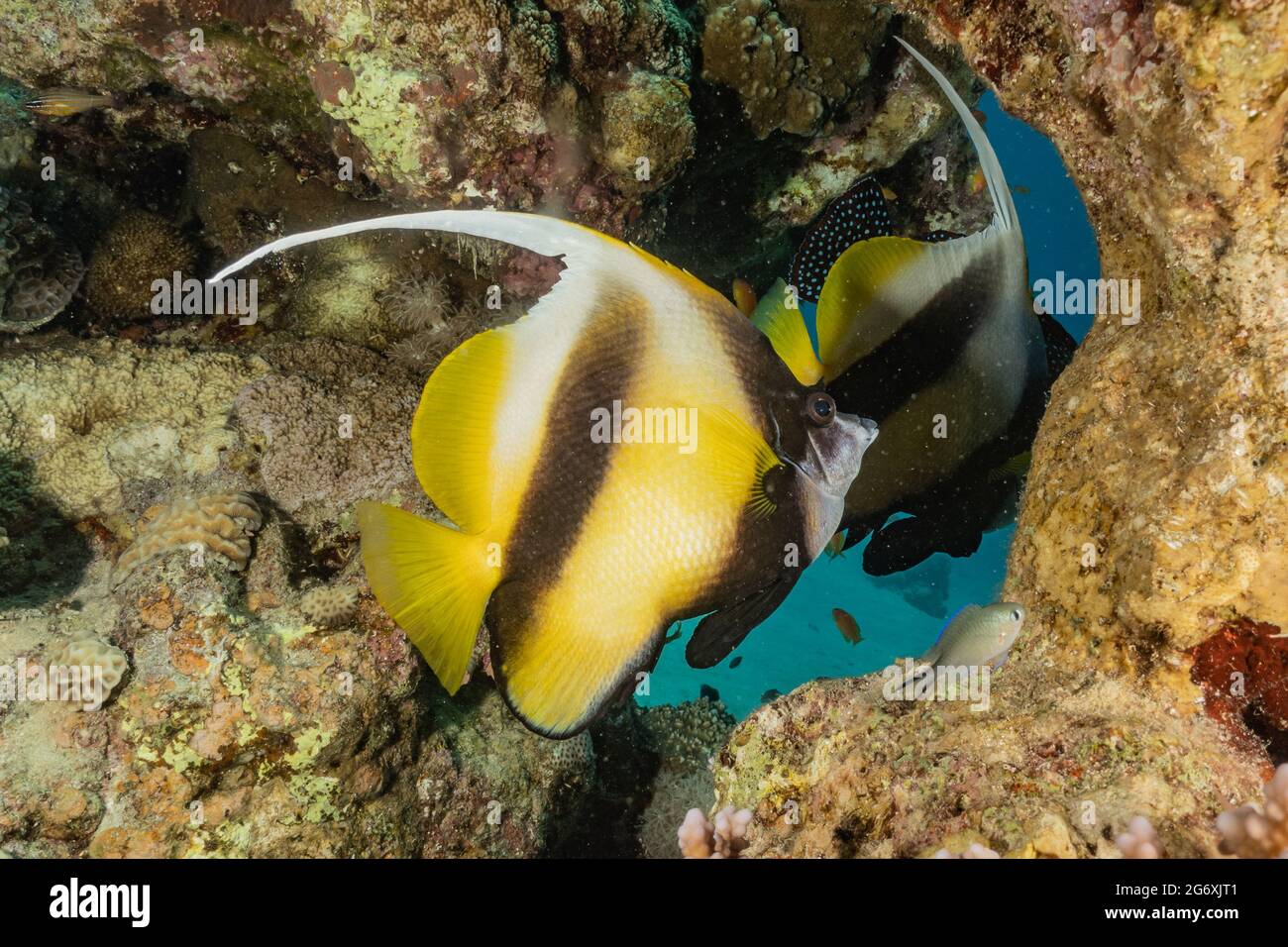 Fish swim in the Red Sea, colorful fish, Eilat Israel Stock Photo - Alamy