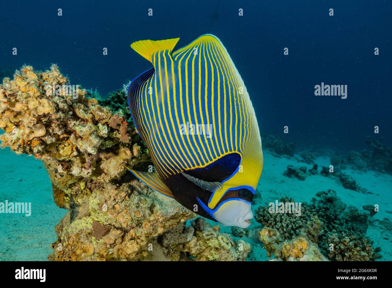 Fish swim in the Red Sea, colorful fish, Eilat Israel Stock Photo - Alamy