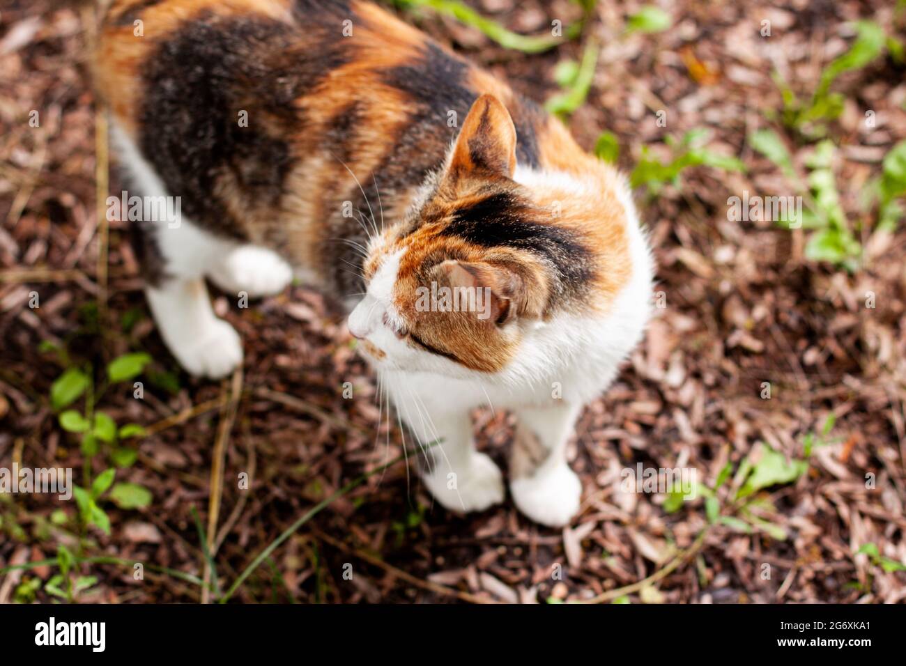 Playful cute cat of red white orange and black colors posing on the ...