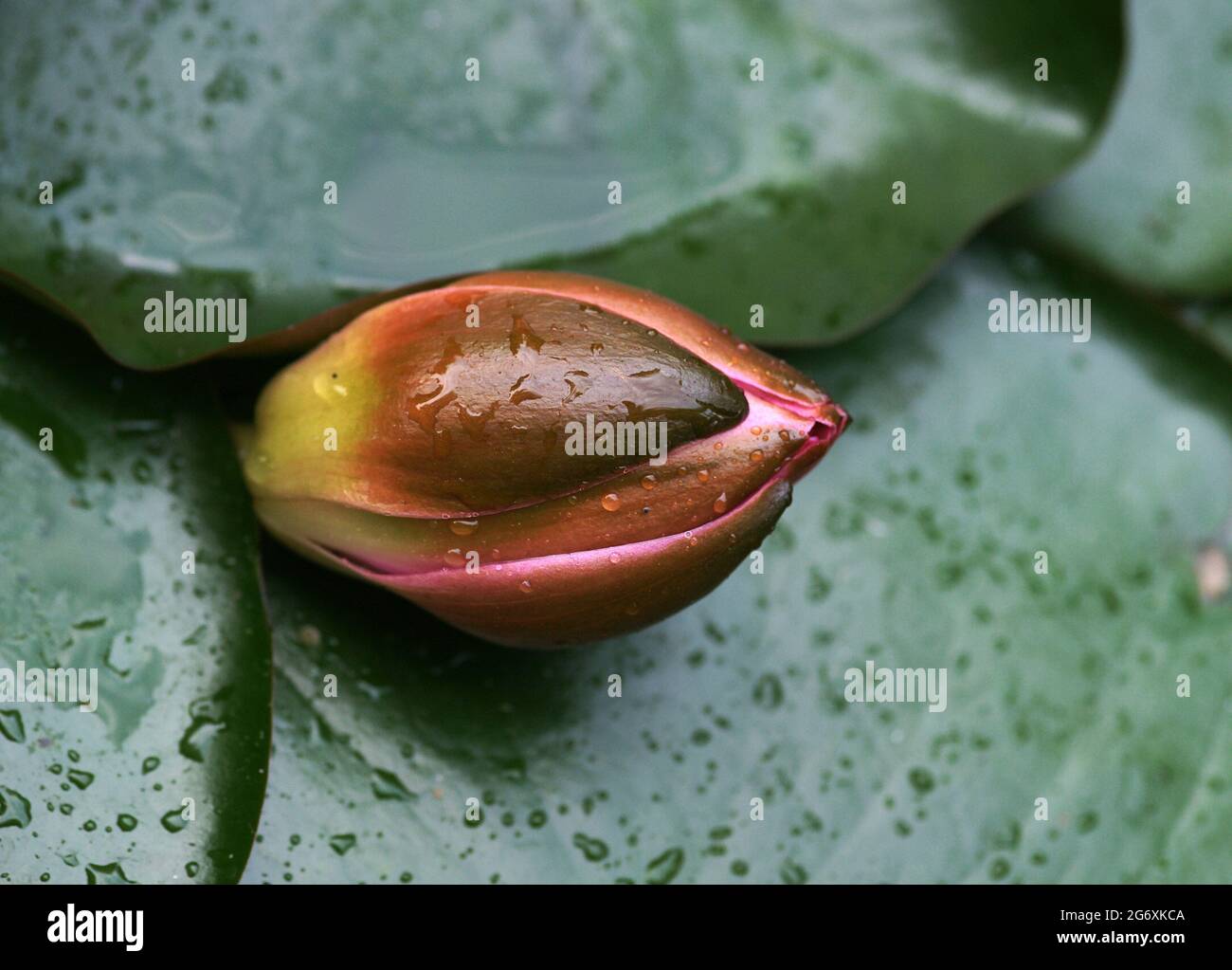 Cashew is a tropical climate plant from the gum tree family. It was ...
