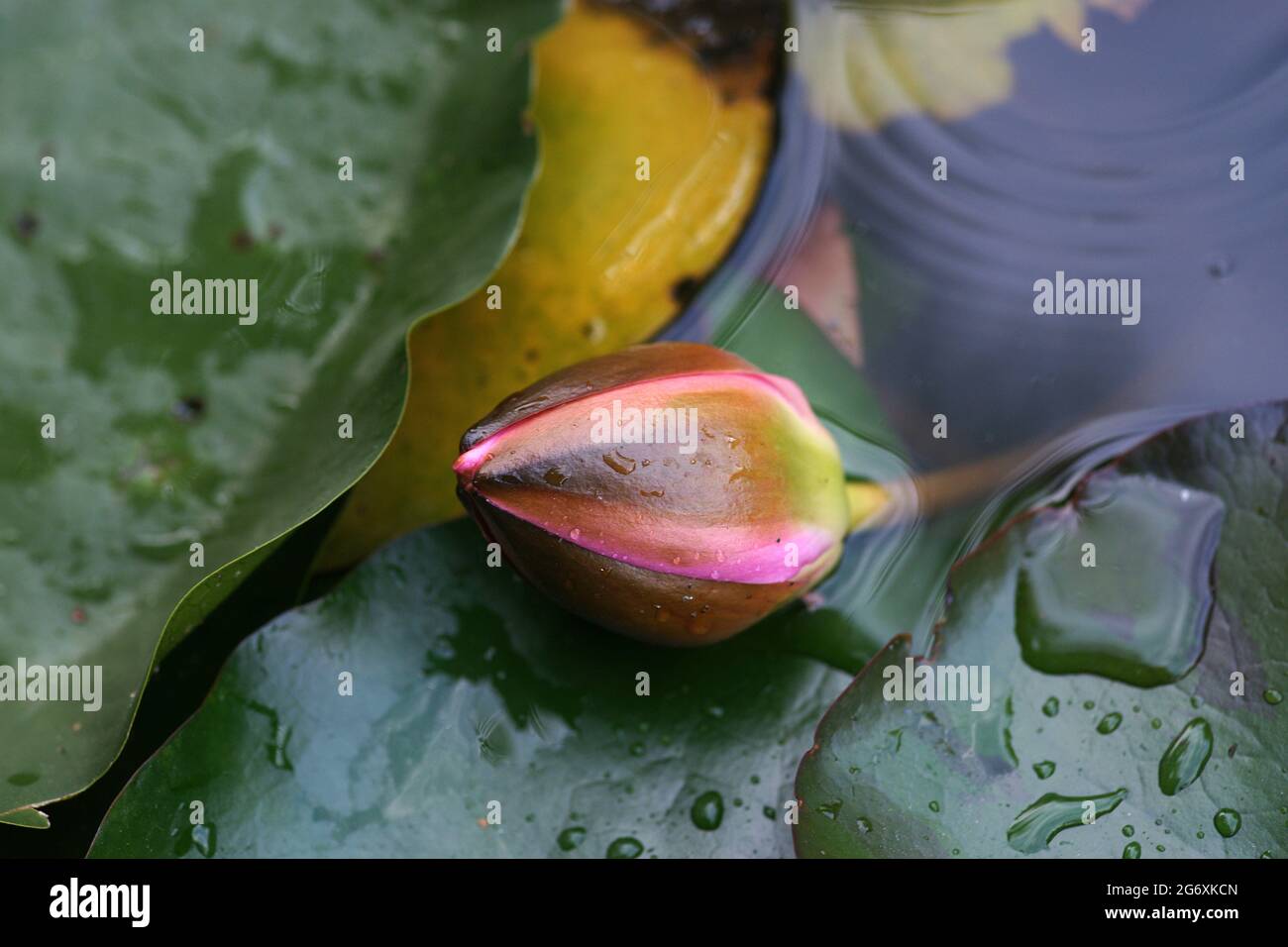 Cashew is a tropical climate plant from the gum tree family. It was ...
