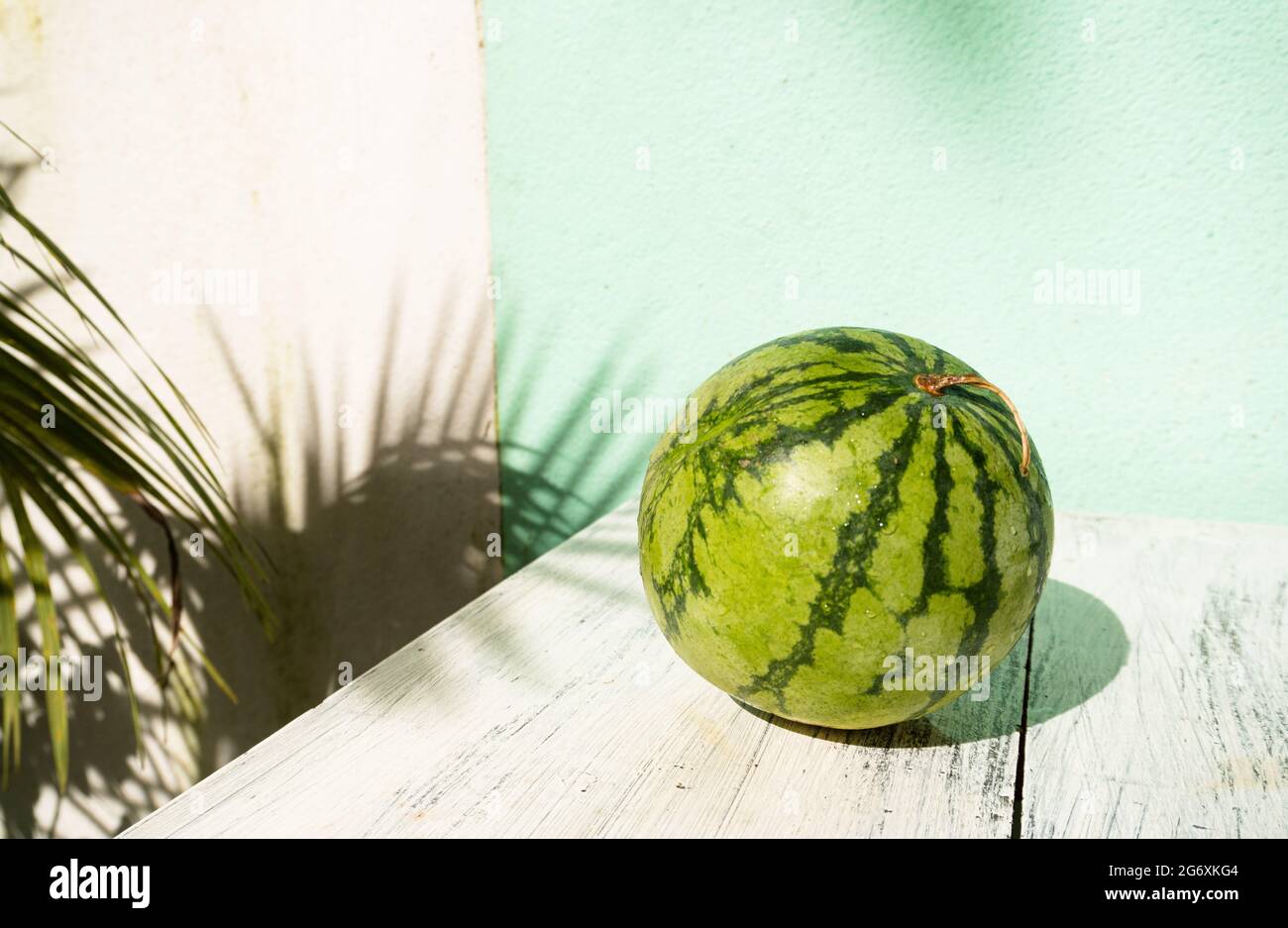 Watermelon, tropical fruit on a bright background, modern minimalist ...