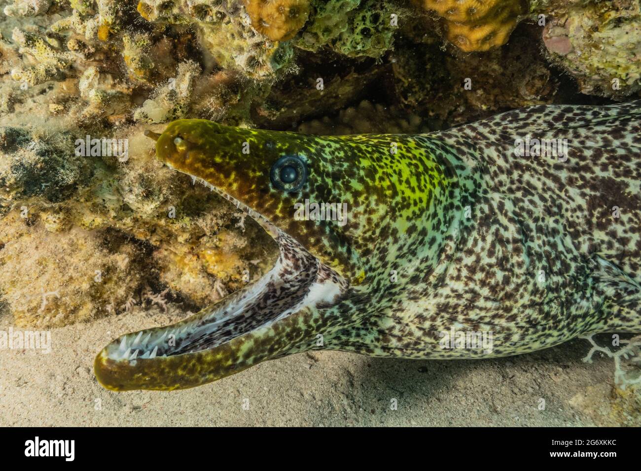 Moray eel Mooray lycodontis undulatus in the Red Sea, Eilat Israel ...