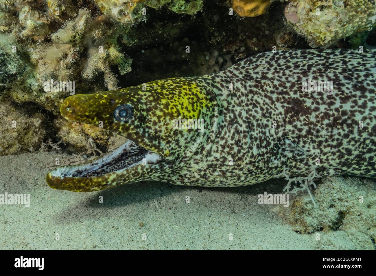 Moray eel Mooray lycodontis undulatus in the Red Sea, Eilat Israel ...