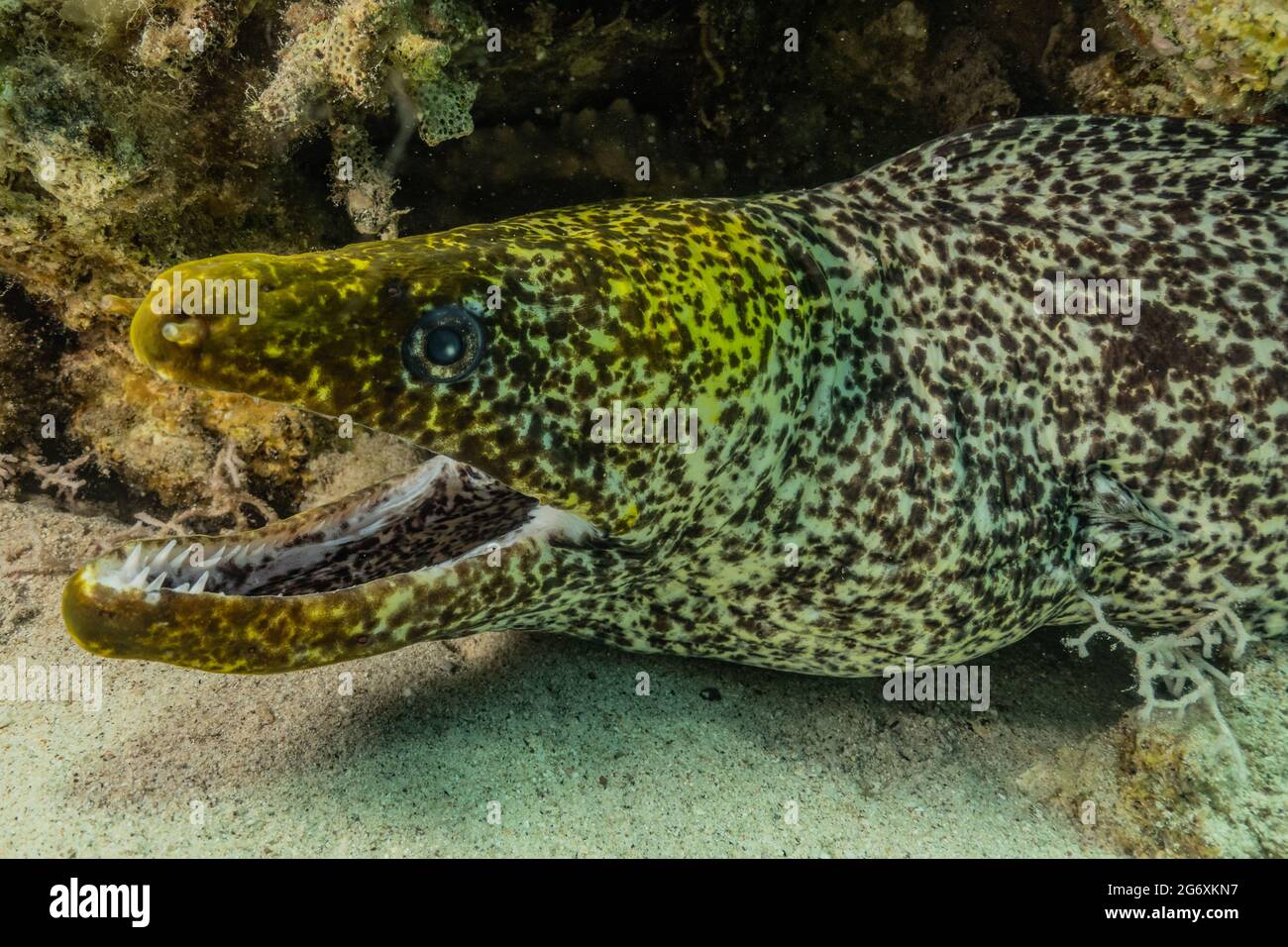 Moray eel Mooray lycodontis undulatus in the Red Sea, Eilat Israel ...