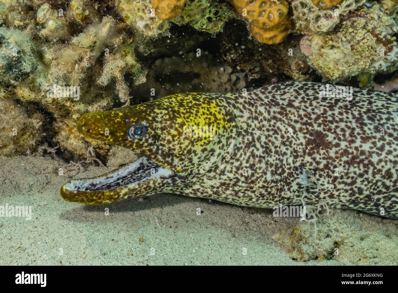 Moray eel Mooray lycodontis undulatus in the Red Sea, Eilat Israel ...
