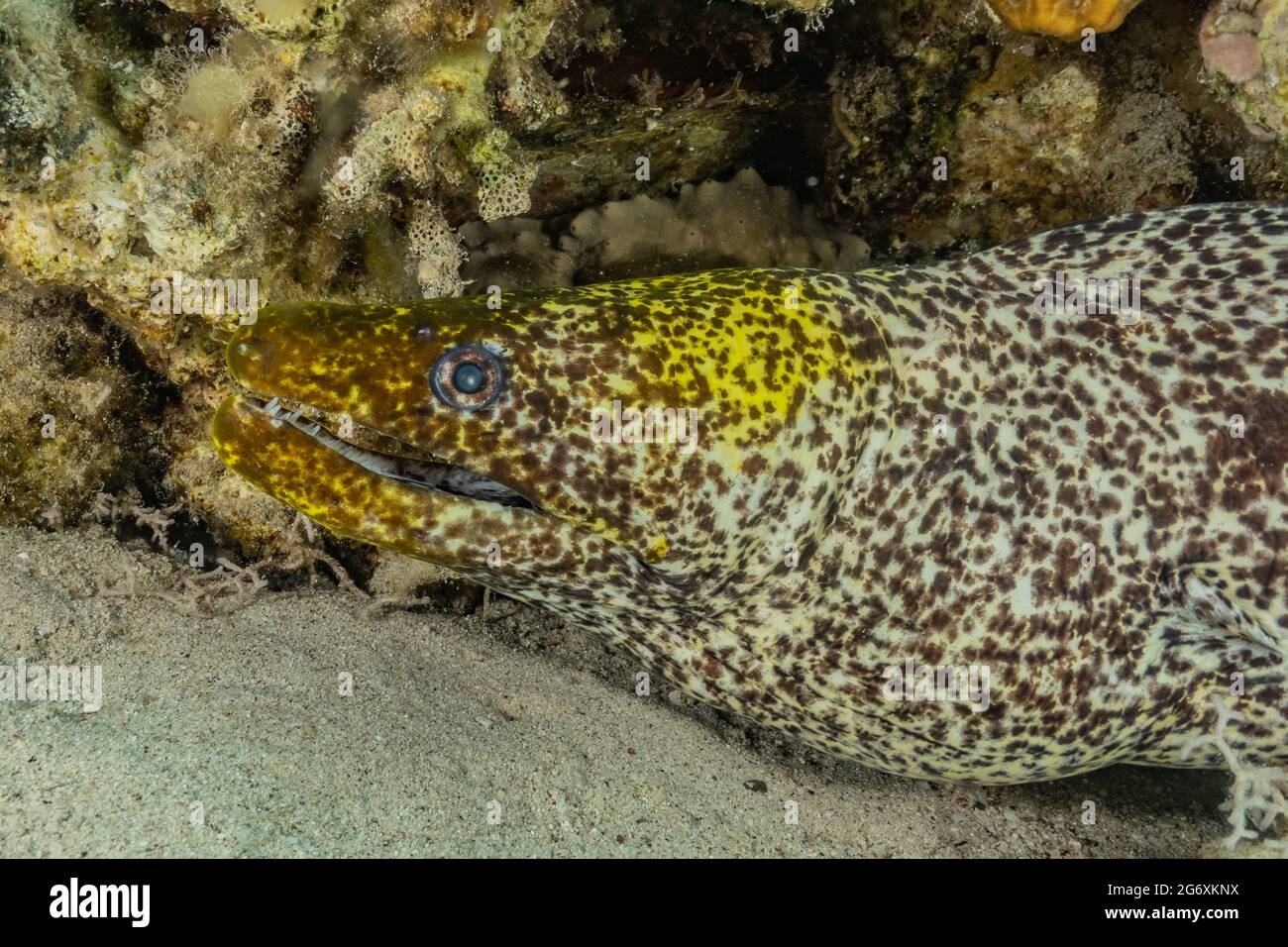 Moray eel Mooray lycodontis undulatus in the Red Sea, Eilat Israel ...