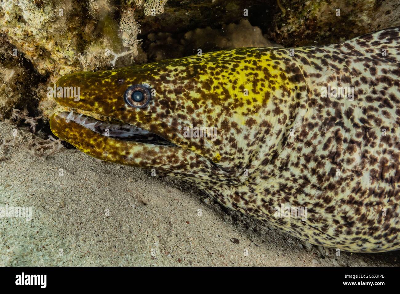 Moray eel Mooray lycodontis undulatus in the Red Sea, Eilat Israel ...