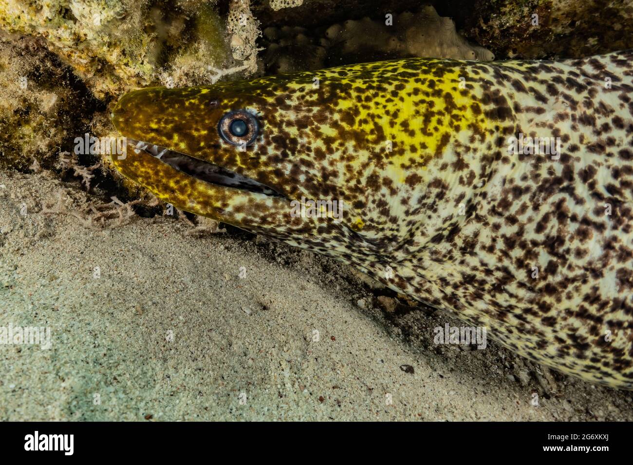 Moray eel Mooray lycodontis undulatus in the Red Sea, Eilat Israel ...