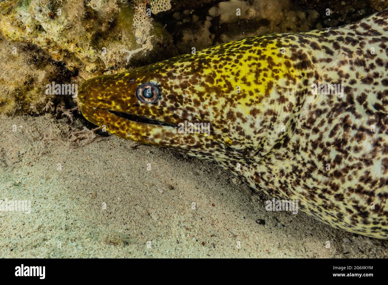 Moray eel Mooray lycodontis undulatus in the Red Sea, Eilat Israel ...