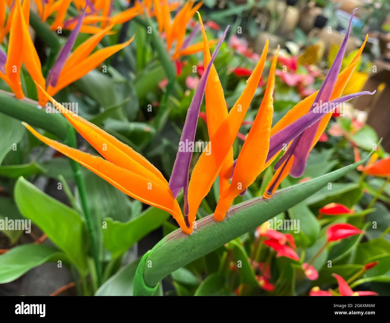 Flora plant strelitzia hi-res stock photography and images - Alamy