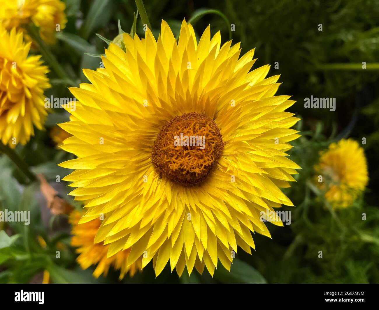 Dreamtime hi-res stock photography and images - Alamy