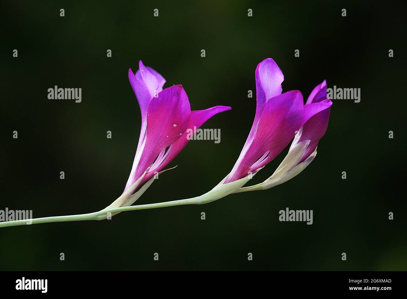 A close-up photo of a field larkspur Stock Photo - Alamy
