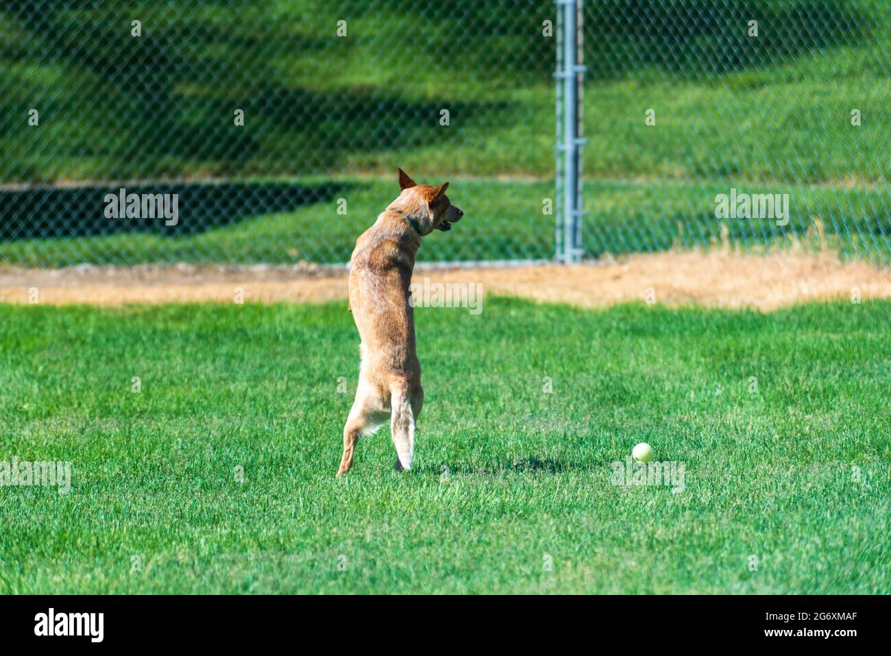 Action shot of dog playing fetch at the baseball field Stock Photo - Alamy