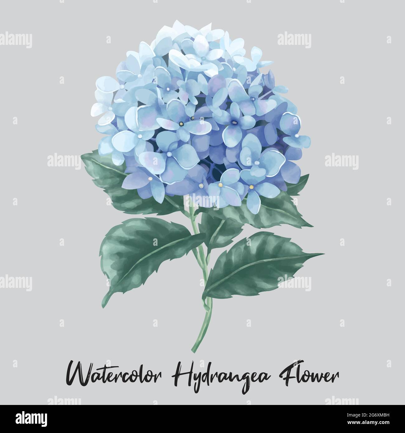 Blue hydrangea Stock Vector Images - Alamy