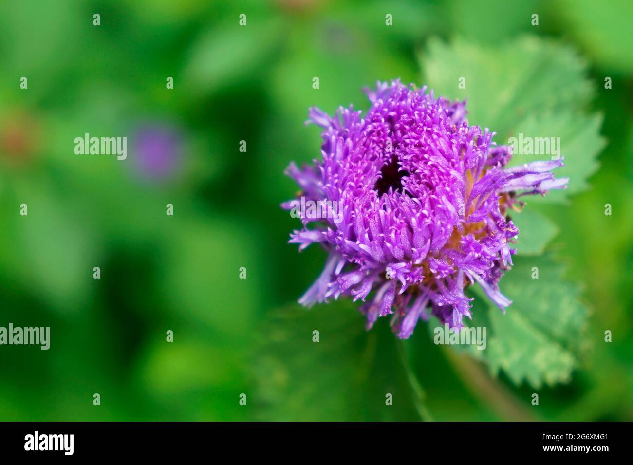 Lark daisy flower hi-res stock photography and images - Alamy