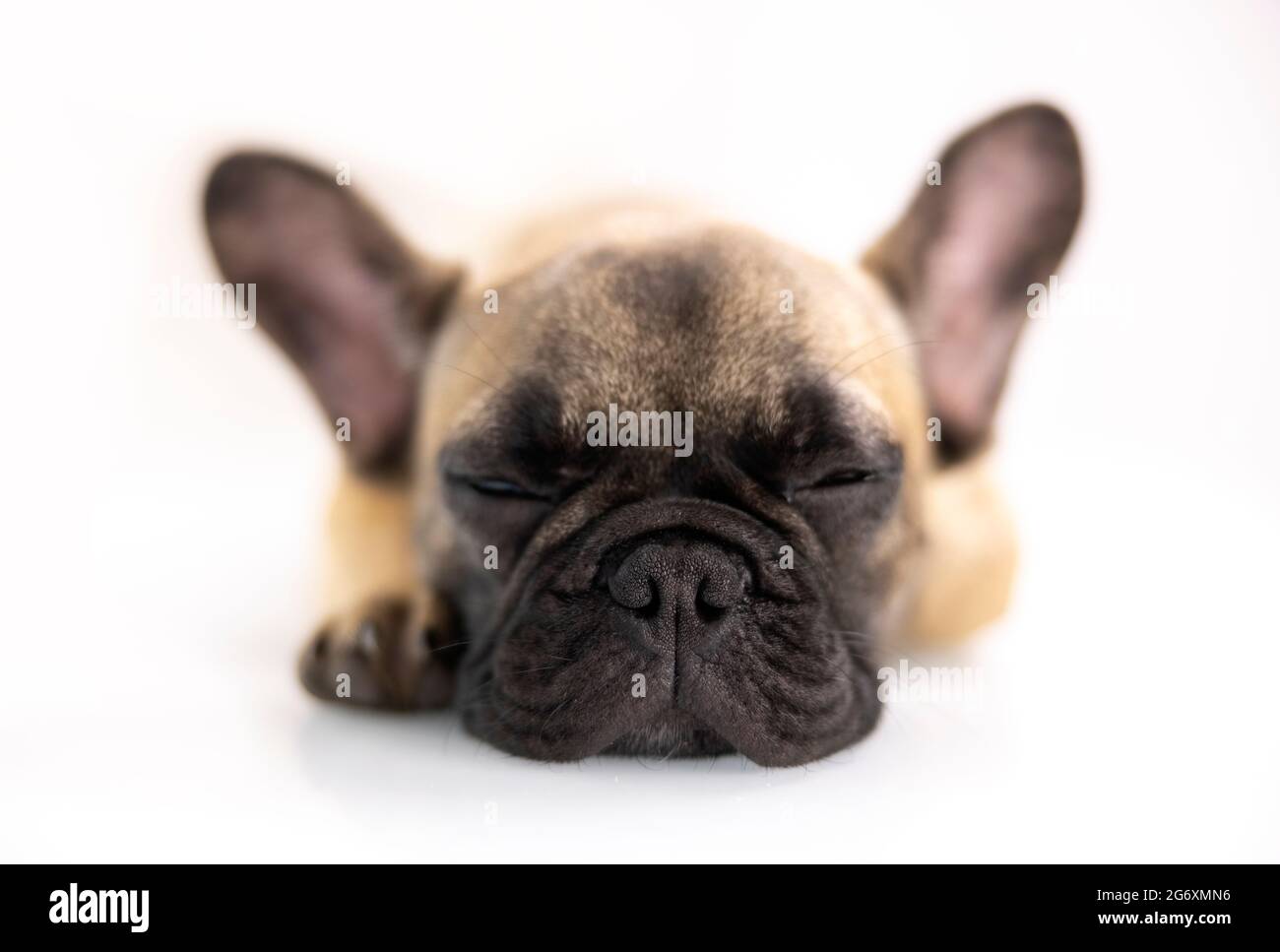 A cute french bulldog puppy Stock Photo - Alamy