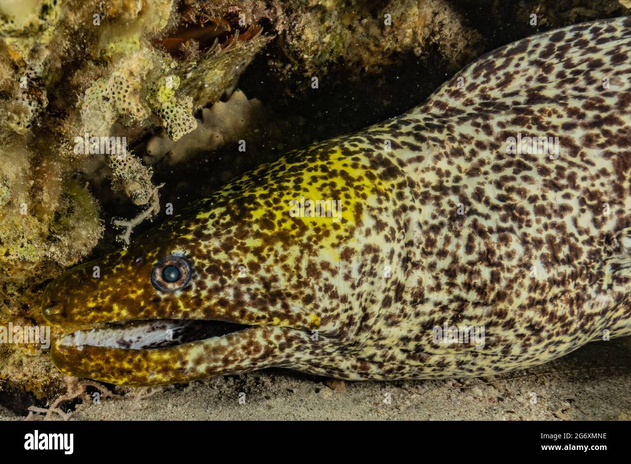 Moray eel Mooray lycodontis undulatus in the Red Sea, Eilat Israel ...