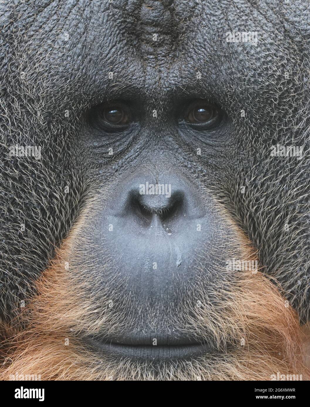 Tuan monkey hi-res stock photography and images - Alamy