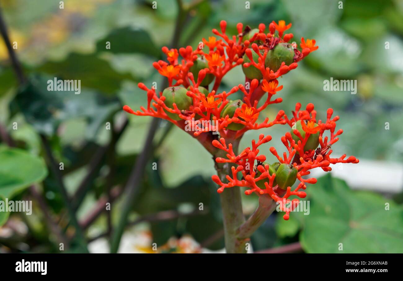 Buddha belly plant flowers (Jatropha podagrica Stock Photo - Alamy