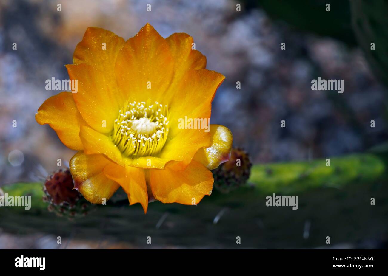 Yellow on cactus hi-res stock photography and images - Alamy