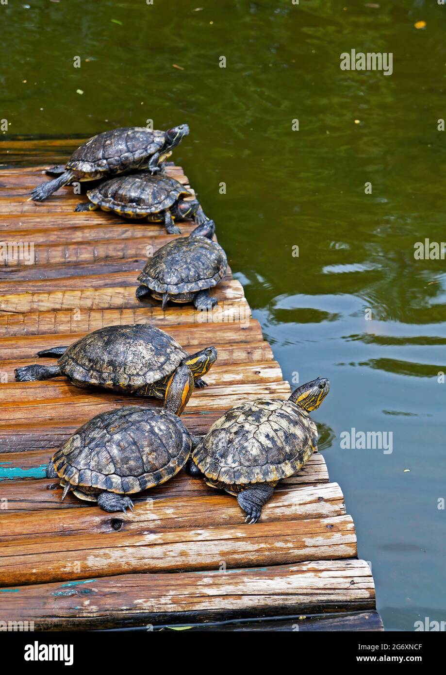 D'Orbigny's slider, water turtle (Trachemys dorbigni brasiliensis Stock ...