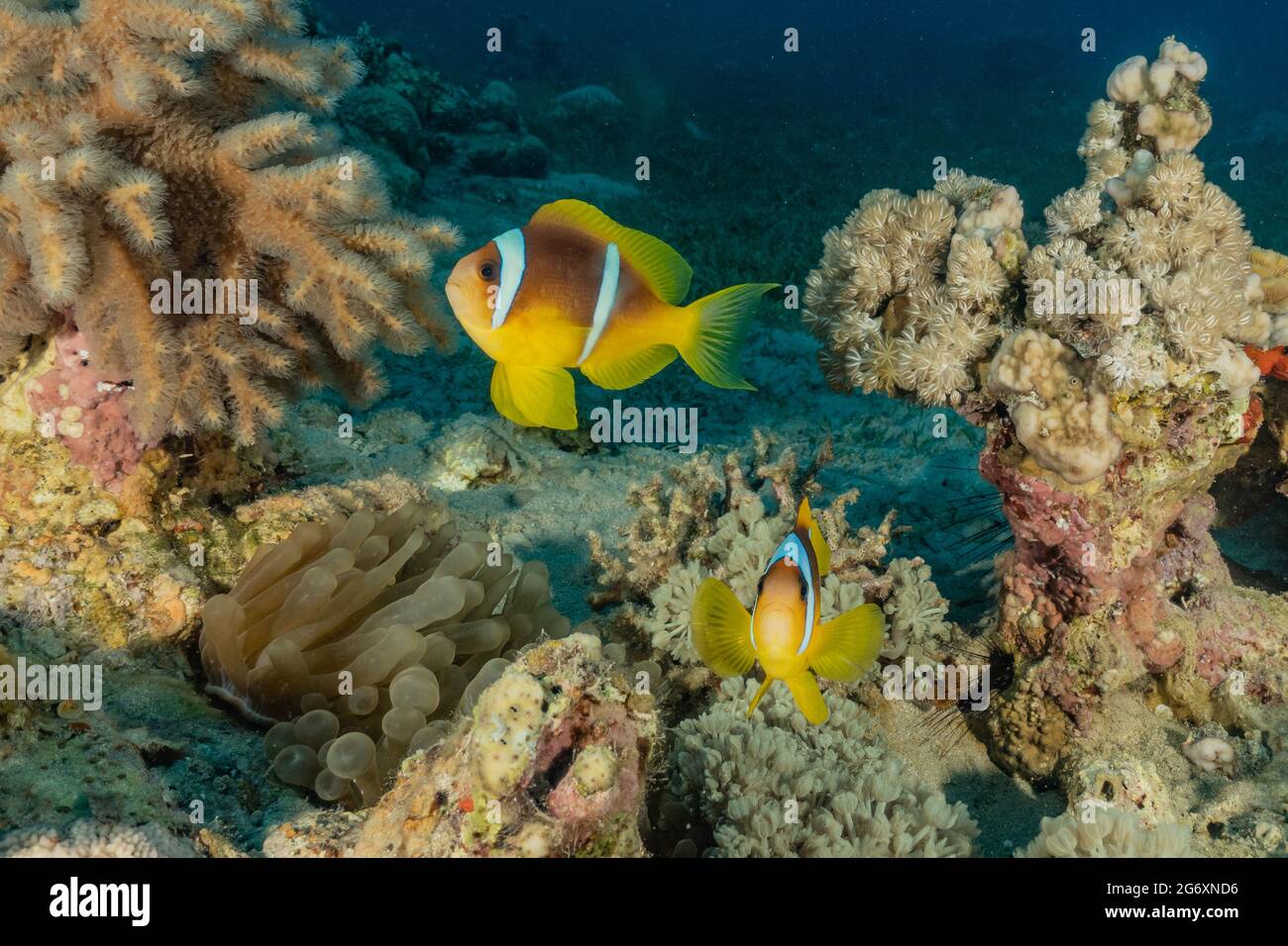 Fish swim in the Red Sea, colorful fish, Eilat Israel Stock Photo - Alamy