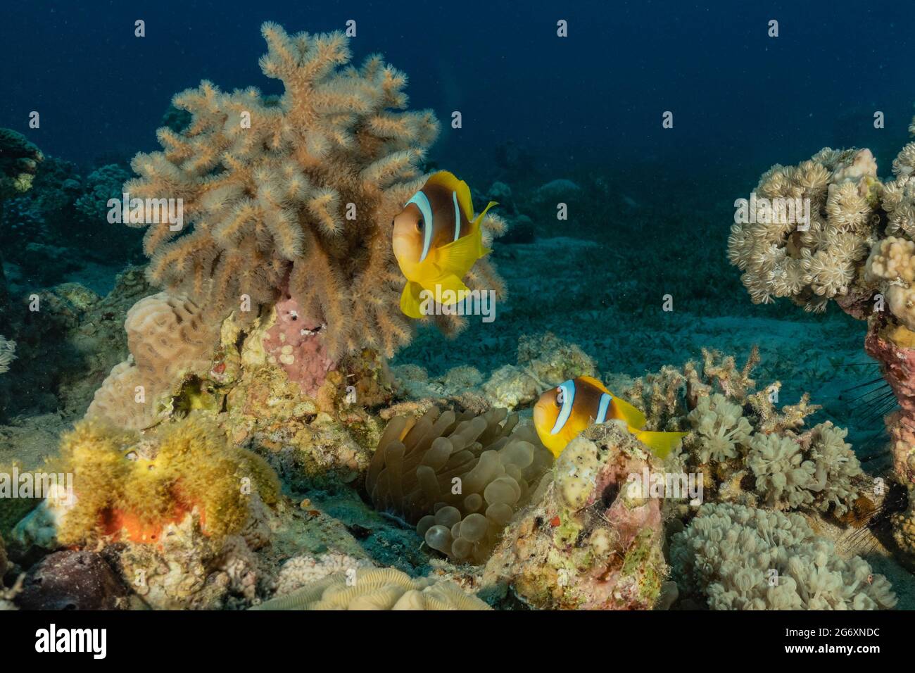 Fish swim in the Red Sea, colorful fish, Eilat Israel Stock Photo - Alamy