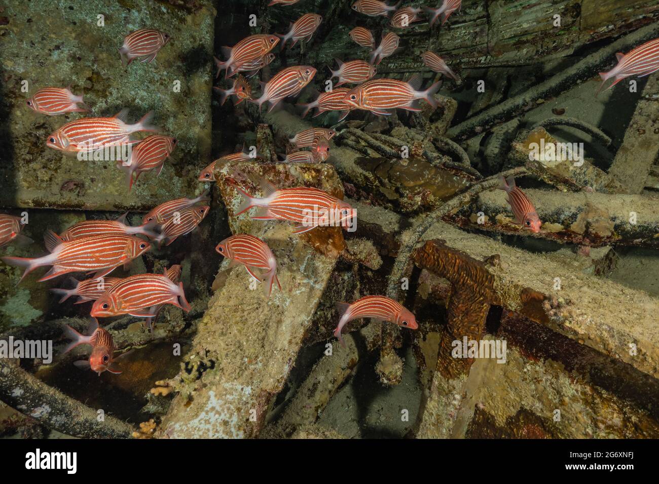 Fish swim in the Red Sea, colorful fish, Eilat Israel Stock Photo - Alamy