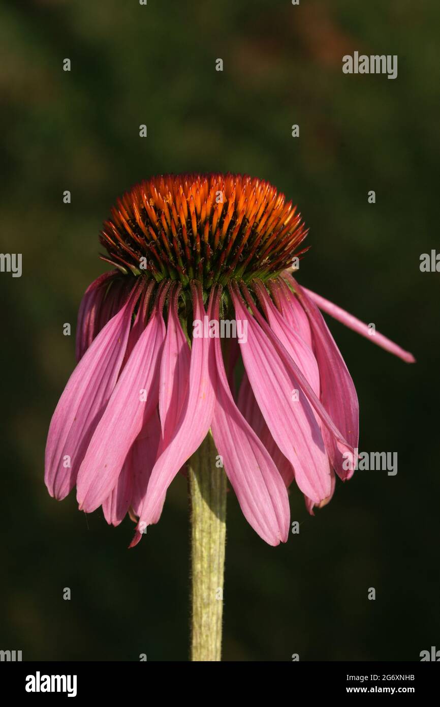 Echinacea purpurea is a North American species of flowering plant in ...