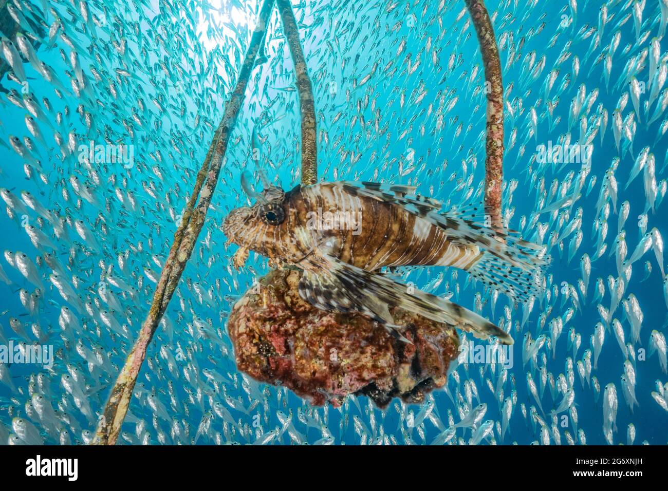 Fish swim in the Red Sea, colorful fish, Eilat Israel Stock Photo - Alamy