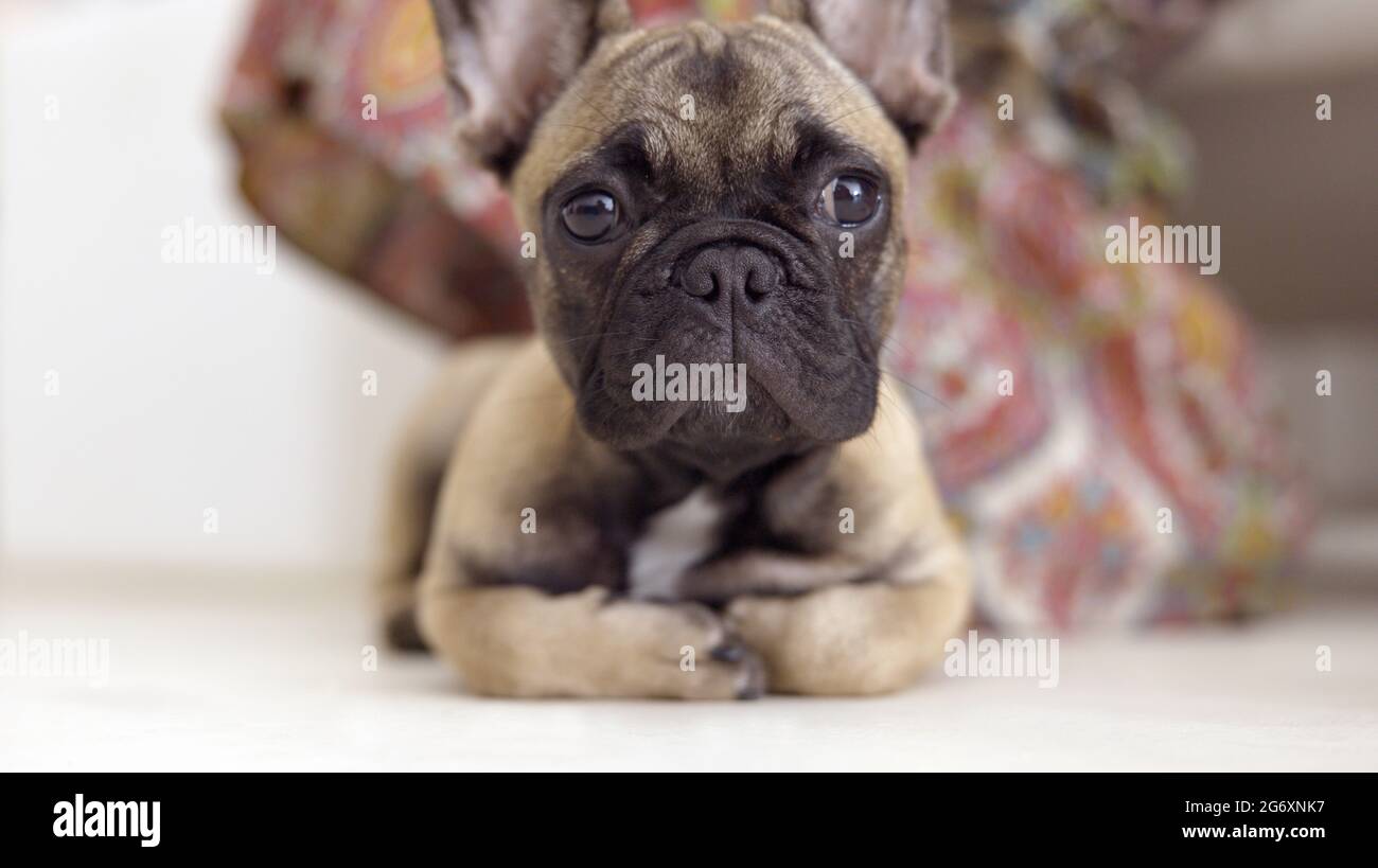 Cute french bulldog hi-res stock photography and images - Alamy