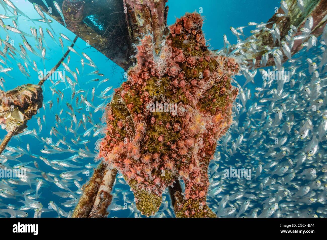 Fish swim in the Red Sea, colorful fish, Eilat Israel Stock Photo - Alamy