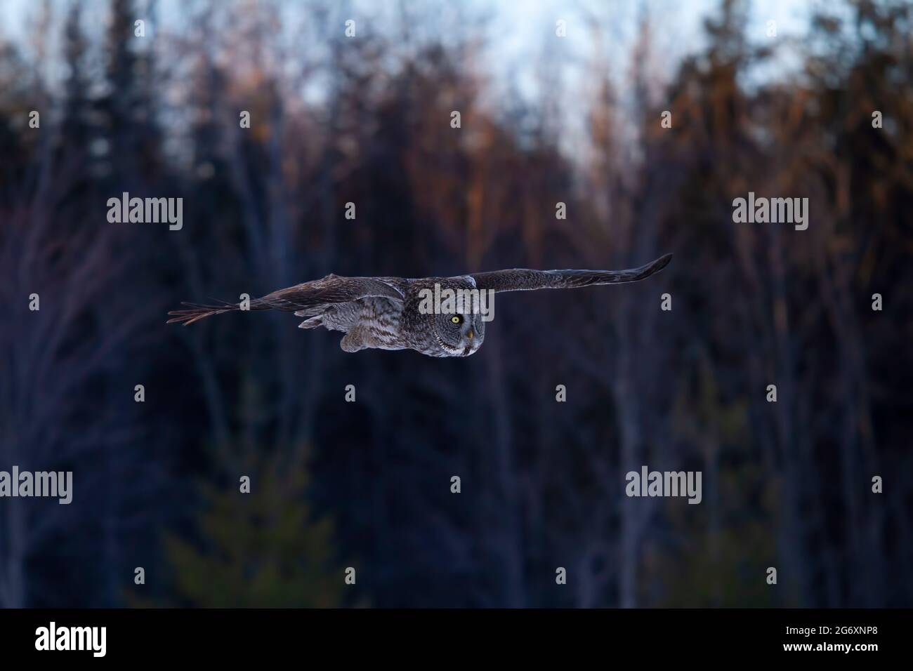 Great grey owl with wings spread out prepares to pounce on prey in ...