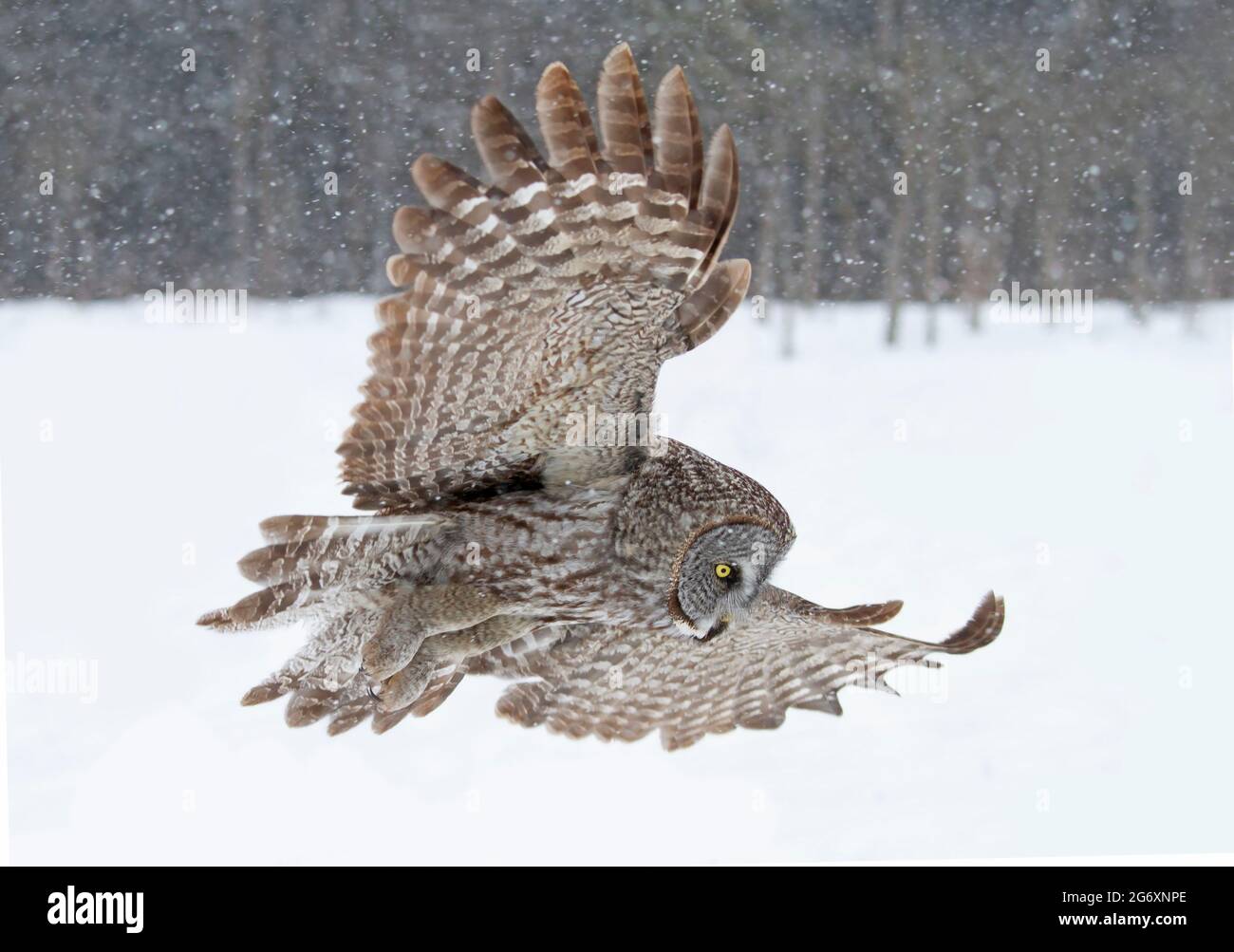 Owl spread wings hi-res stock photography and images - Alamy