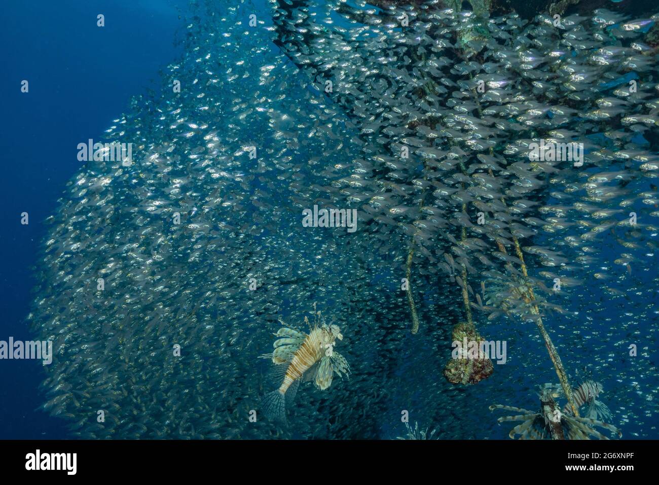 Fish swim in the Red Sea, colorful fish, Eilat Israel Stock Photo - Alamy