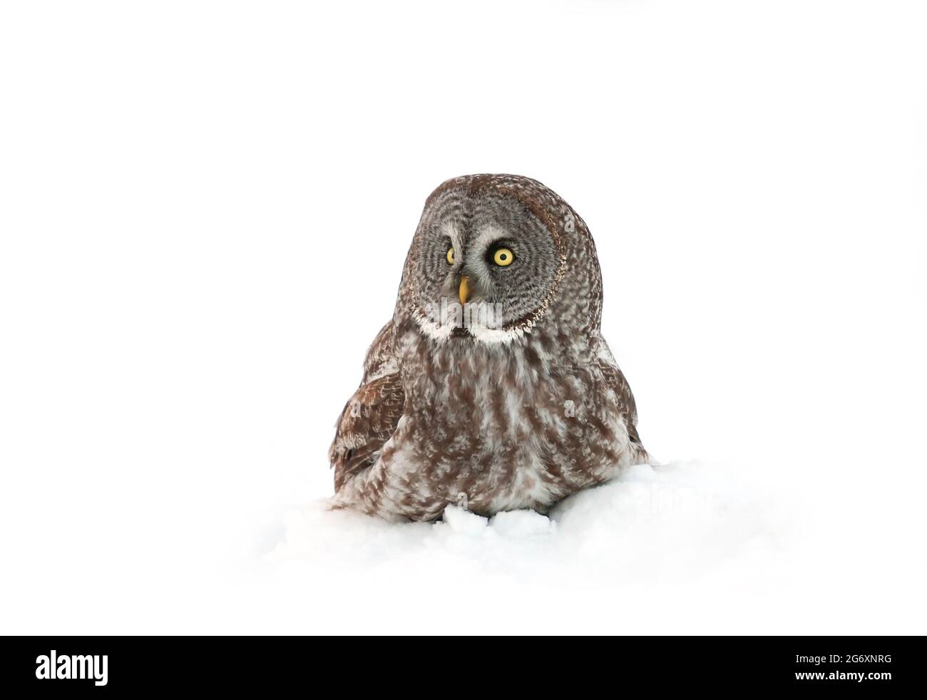 Great grey owl sitting in an open snowy field in winter in Canada Stock ...