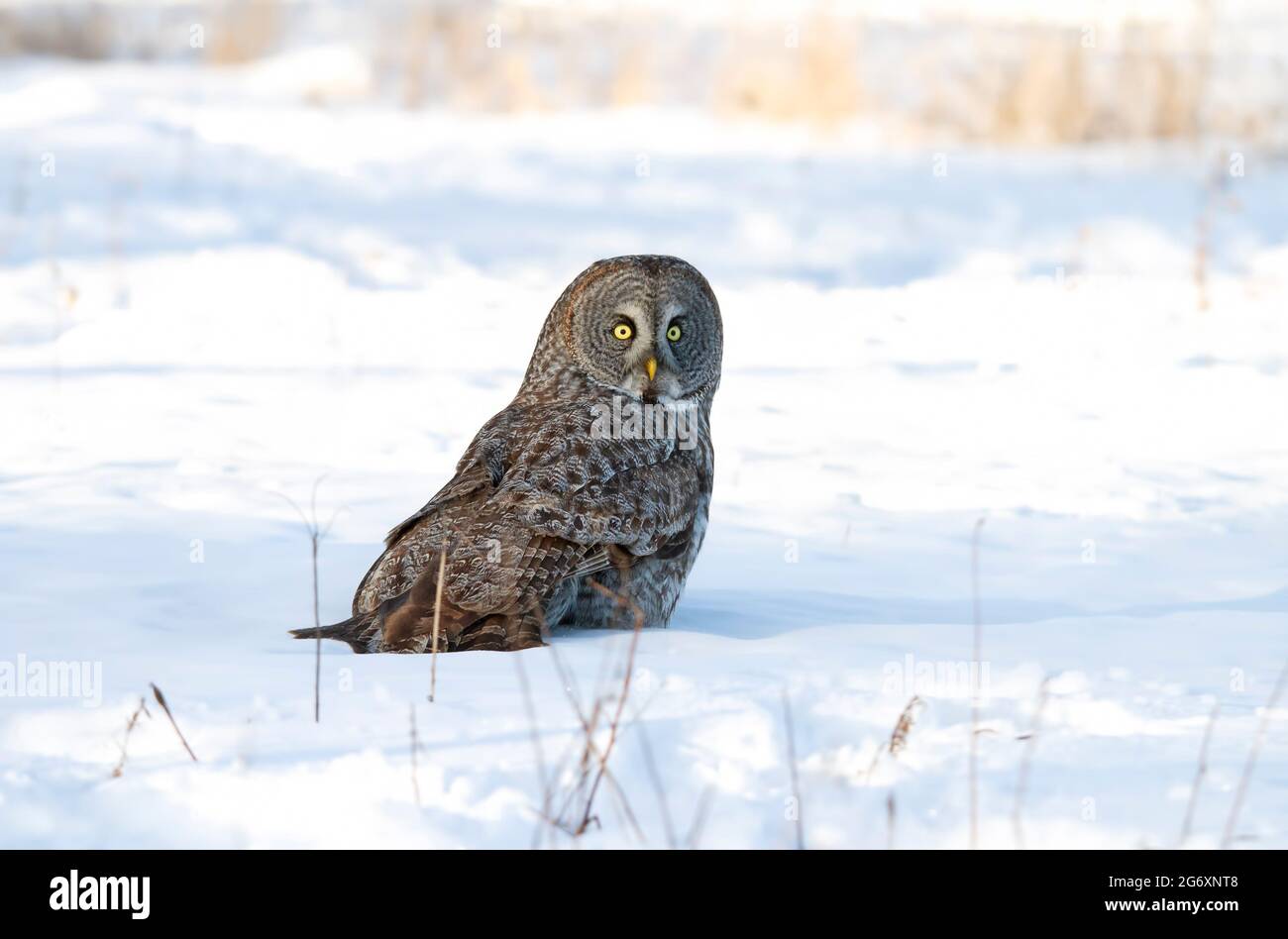 Great grey owl sitting in an open snowy field in winter in Canada Stock ...